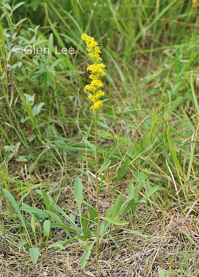 Solidago simplex photos Saskatchewan Wildflowers